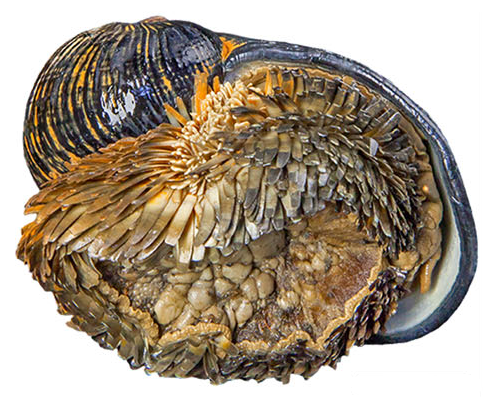 ślimak – Czasopismo Morze, magazyn dla miłośników morza, dawniej ...